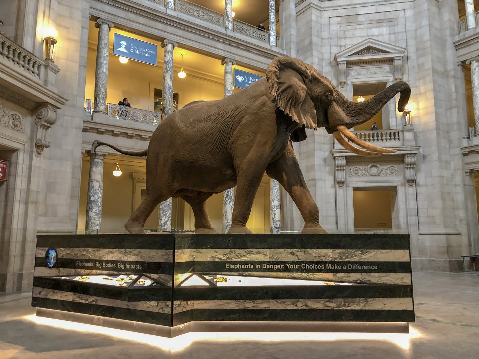 Walking Arizona: Elephant at the Smithsonian
