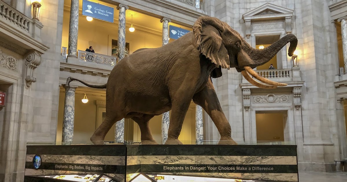 Walking Arizona: Elephant at the Smithsonian