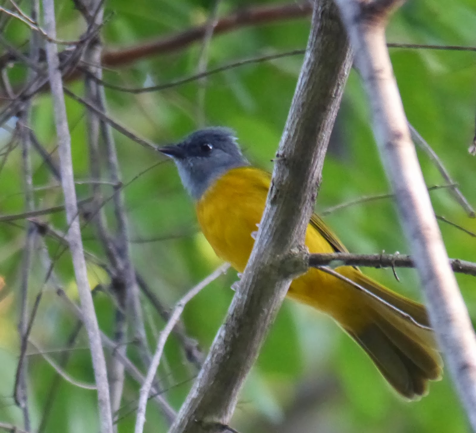 Into the Woods and Elsewhere: Carara National Park and Punta Leona ...