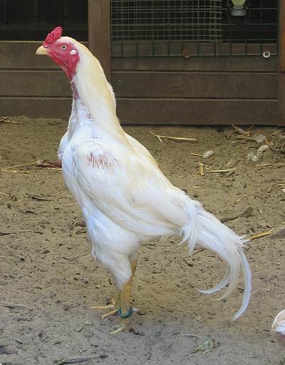 KING GHAZI: Indian Asil