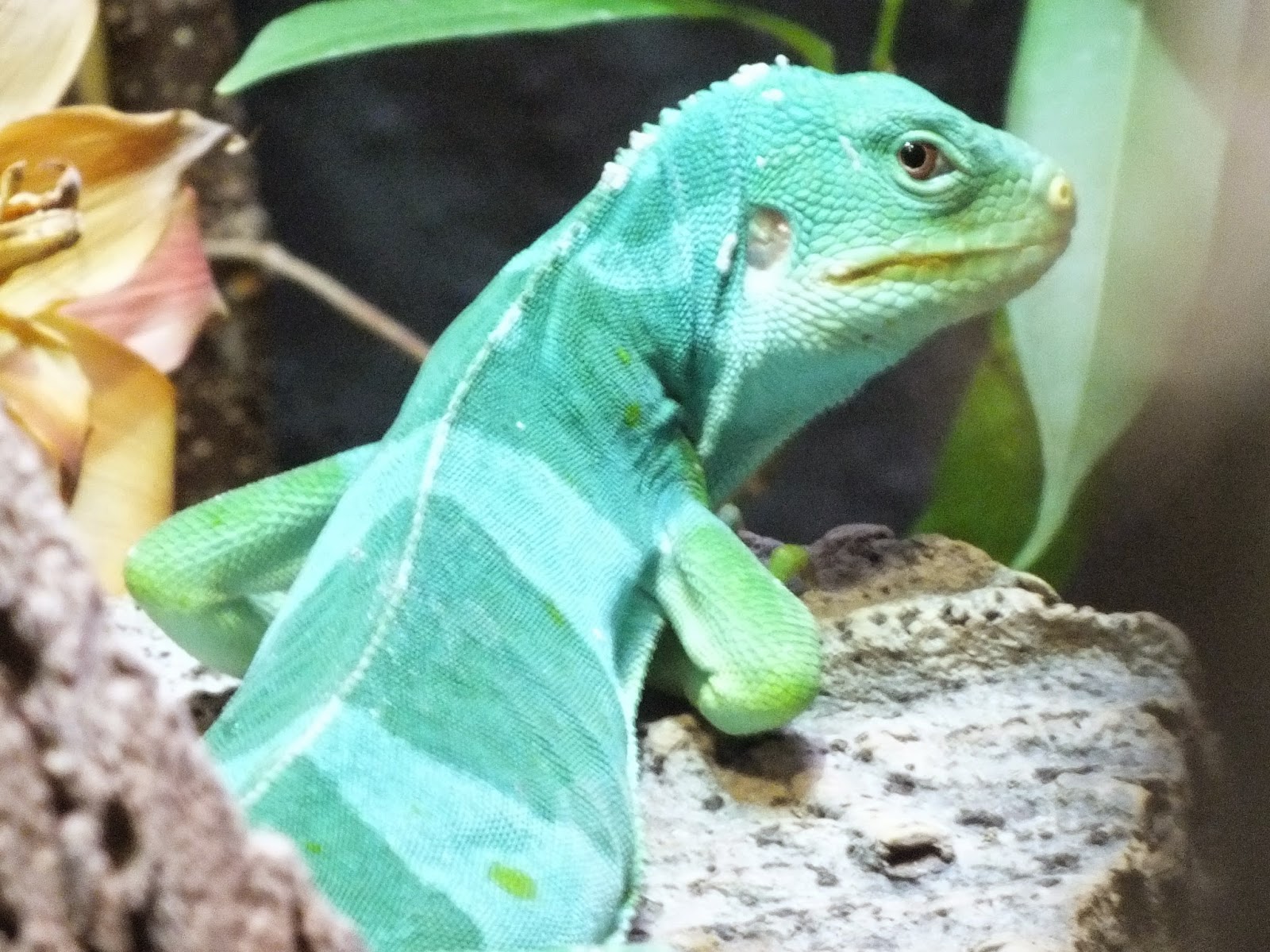 The Disillusioned Taxonomist: London Zoo - Reptile House