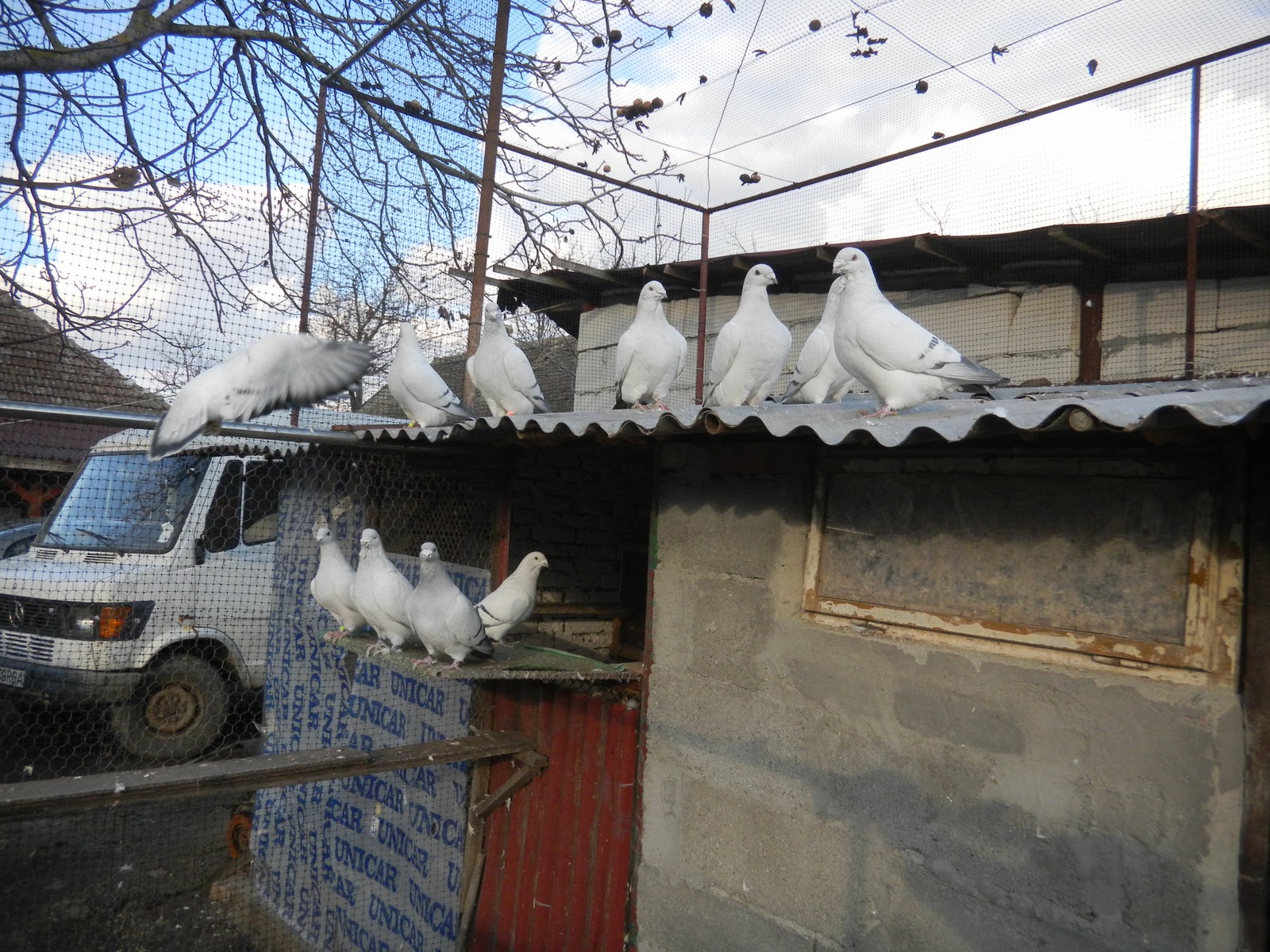 Porumbei Voiajori Standard de Ornament: Voliera - Porumbei Voiajori ...