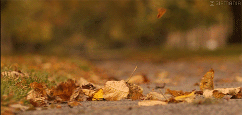 NATUREZA -Mar -Terra - GIFS: Folhas