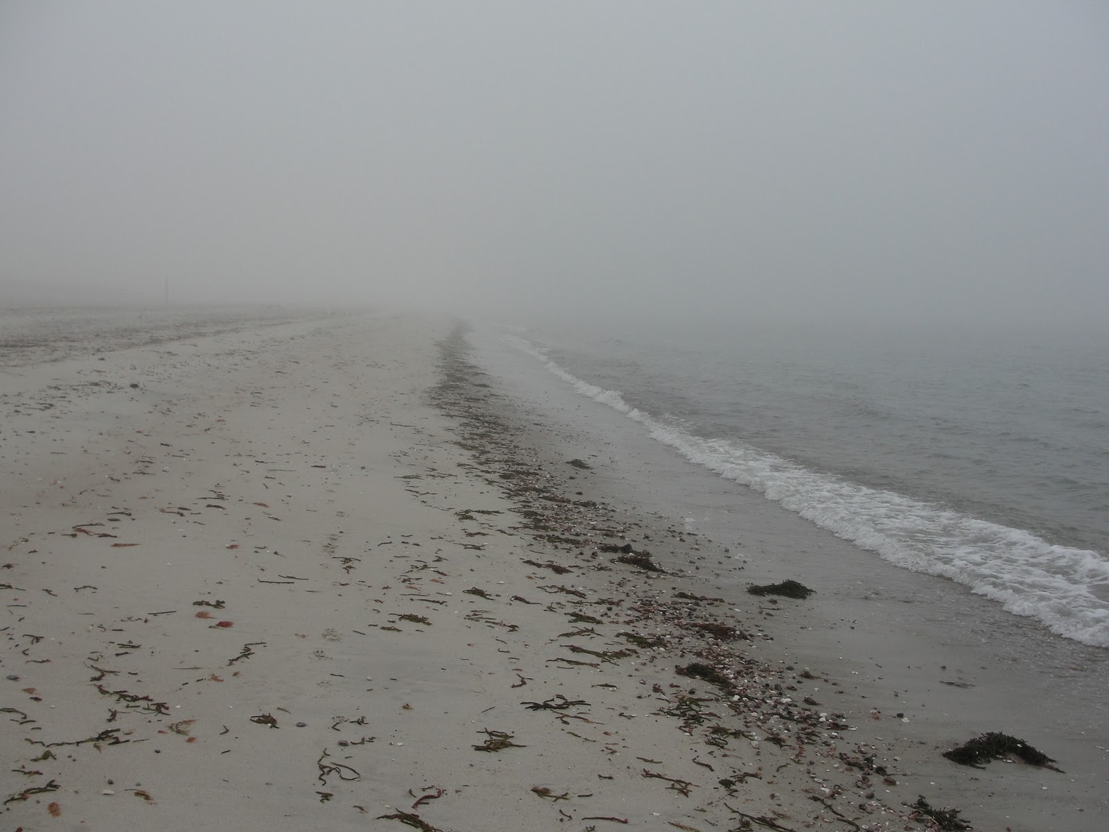 Cape Cod Art and Nature: Beautiful foggy morning...
