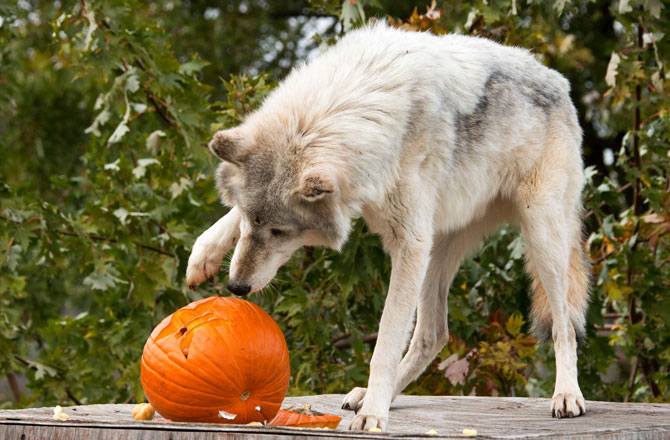 White Wolf : Amazing moments at the annual Pumpkin Party in Wolf Park ...