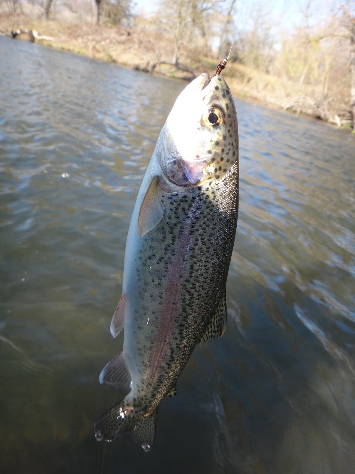 Headwaters Fishing Team: Merced River Trip Report Take Two