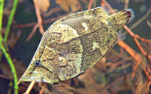 Ikan Daun dari Amerika Selatan | RE Tawon