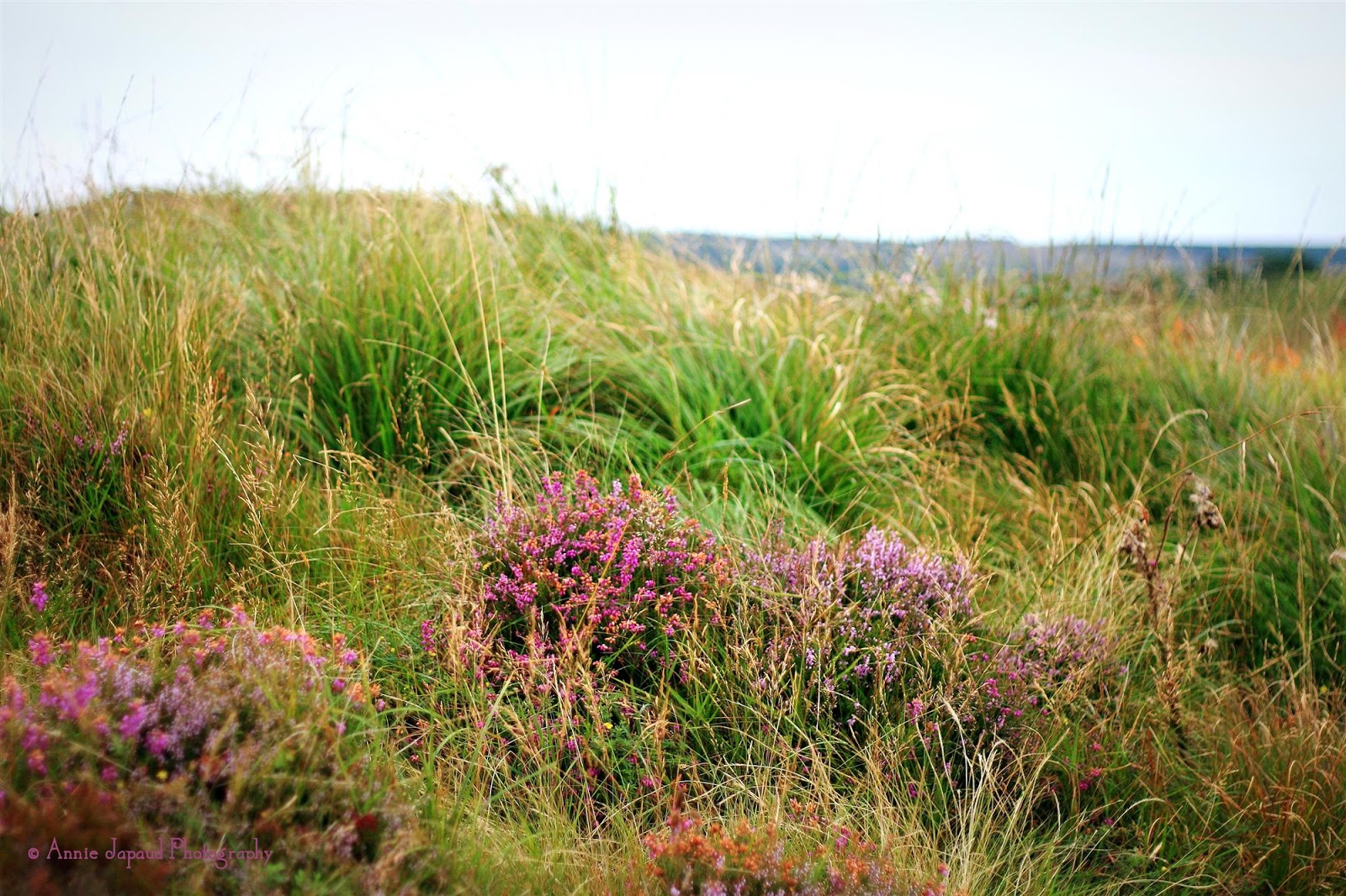 VRATSAGIRL a girl with a camera: Heather in the summer grass