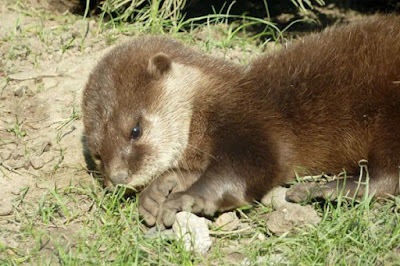 VIDRA ( OTTER Well enable them longer and better life-deserve to these ...