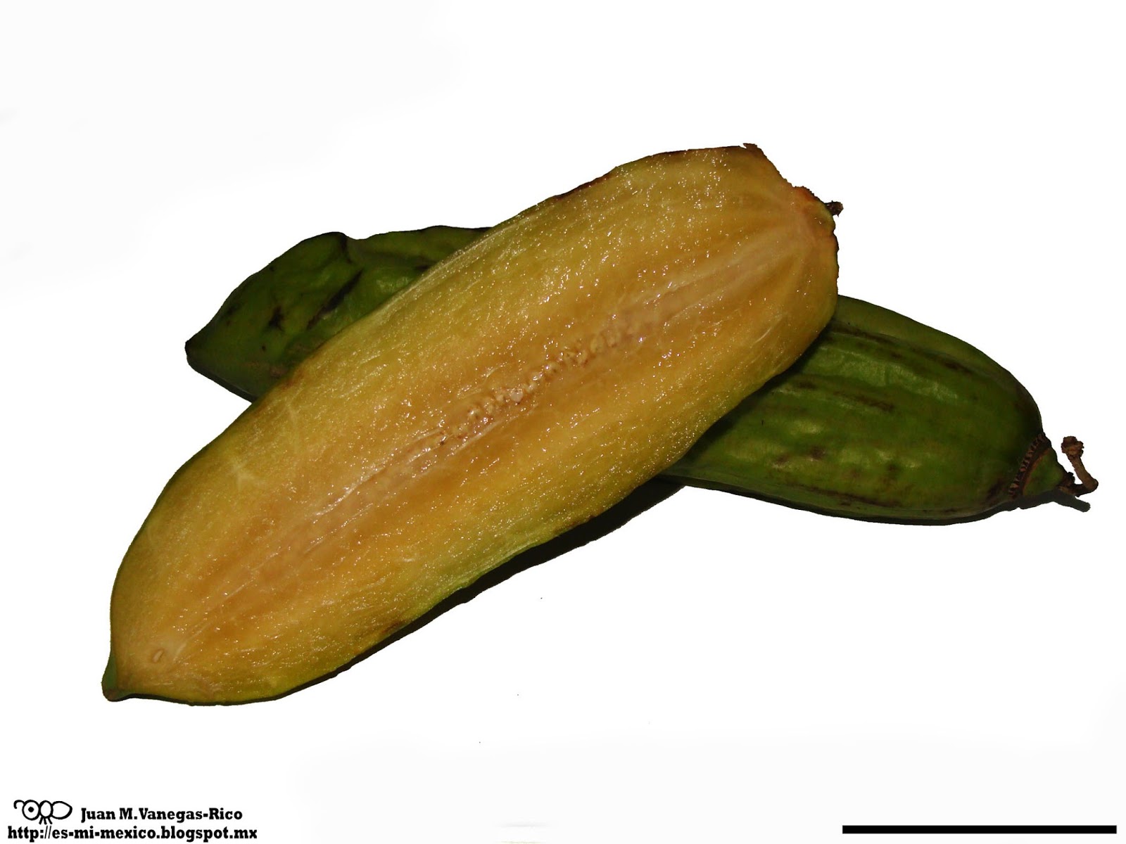 Folklore de México: "Chote" fruto medicinal de Papantla, Veracruz