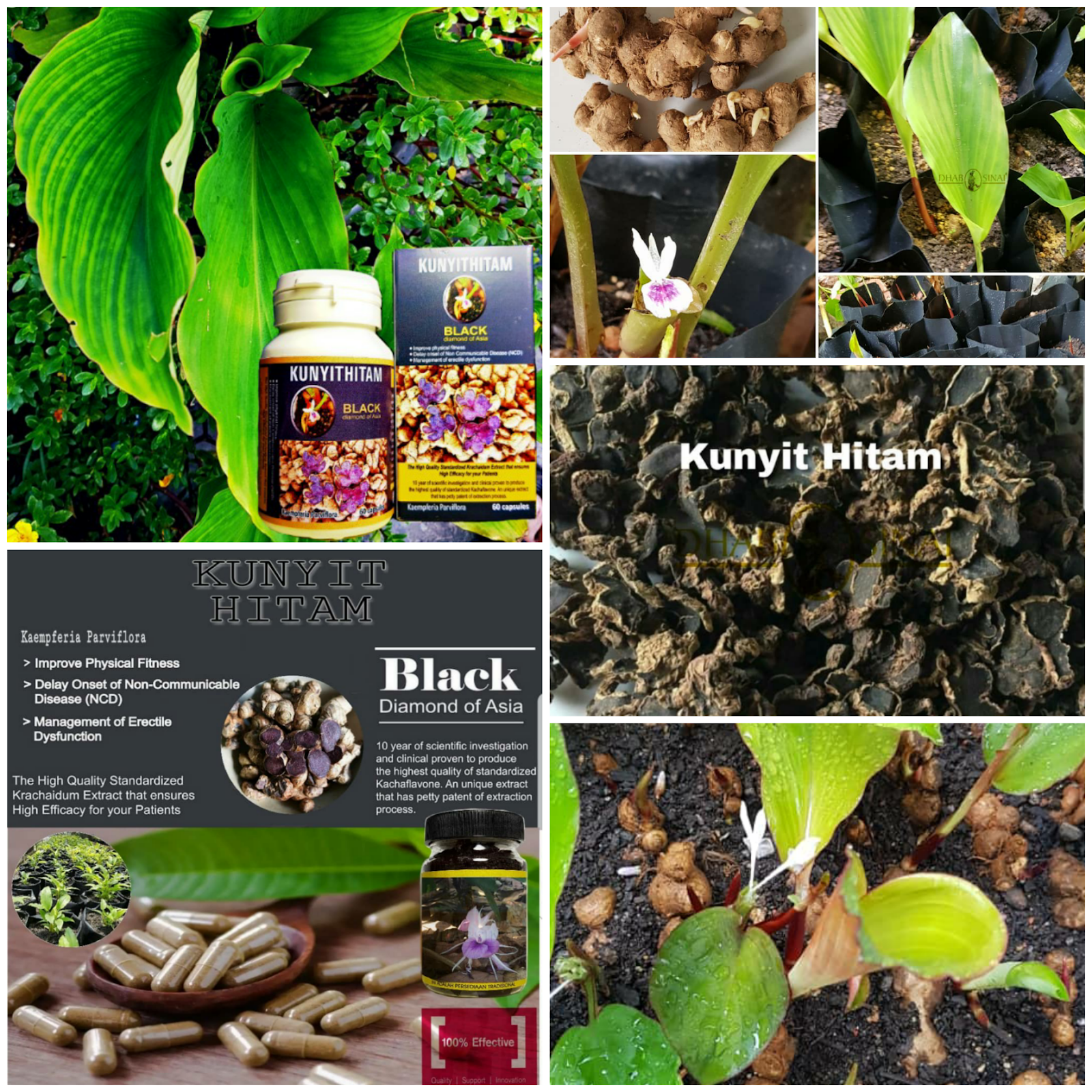 Kapsul Herba Kunyit Hitam