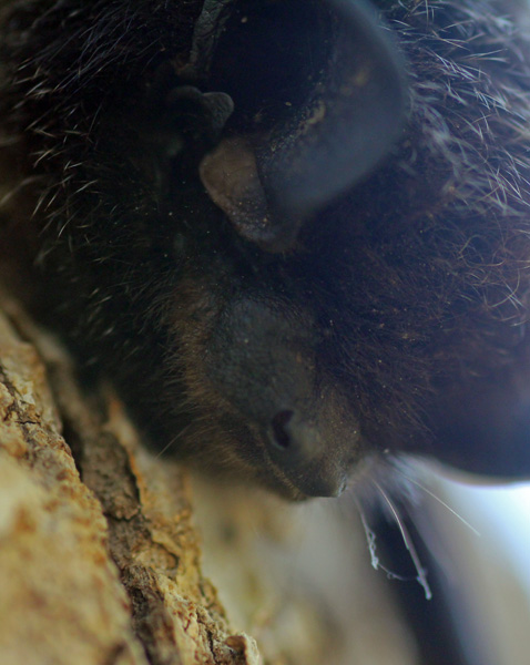 Explore Missouri: Silver-Haired Bat