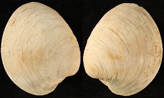 Spineless Wonders: Bivalves vs. Brachiopods: External differences