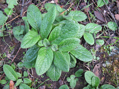 FLORA NEL SALENTO e.. anche altrove: Pulicaria odora (L.) Rchb ...