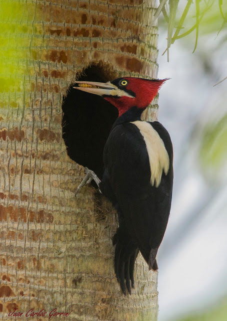 Aves Rosario de la Frontera Salta: Carpintero Lomo Blanco, pura ...