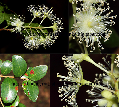 Biodiversity of Sri Lanka
