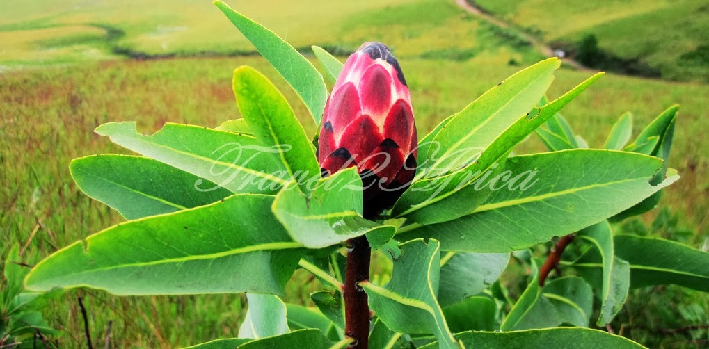 KITULO NATIONAL PARK- The Garden Of God in TANZANIA ~ Ukarimu Blog ...