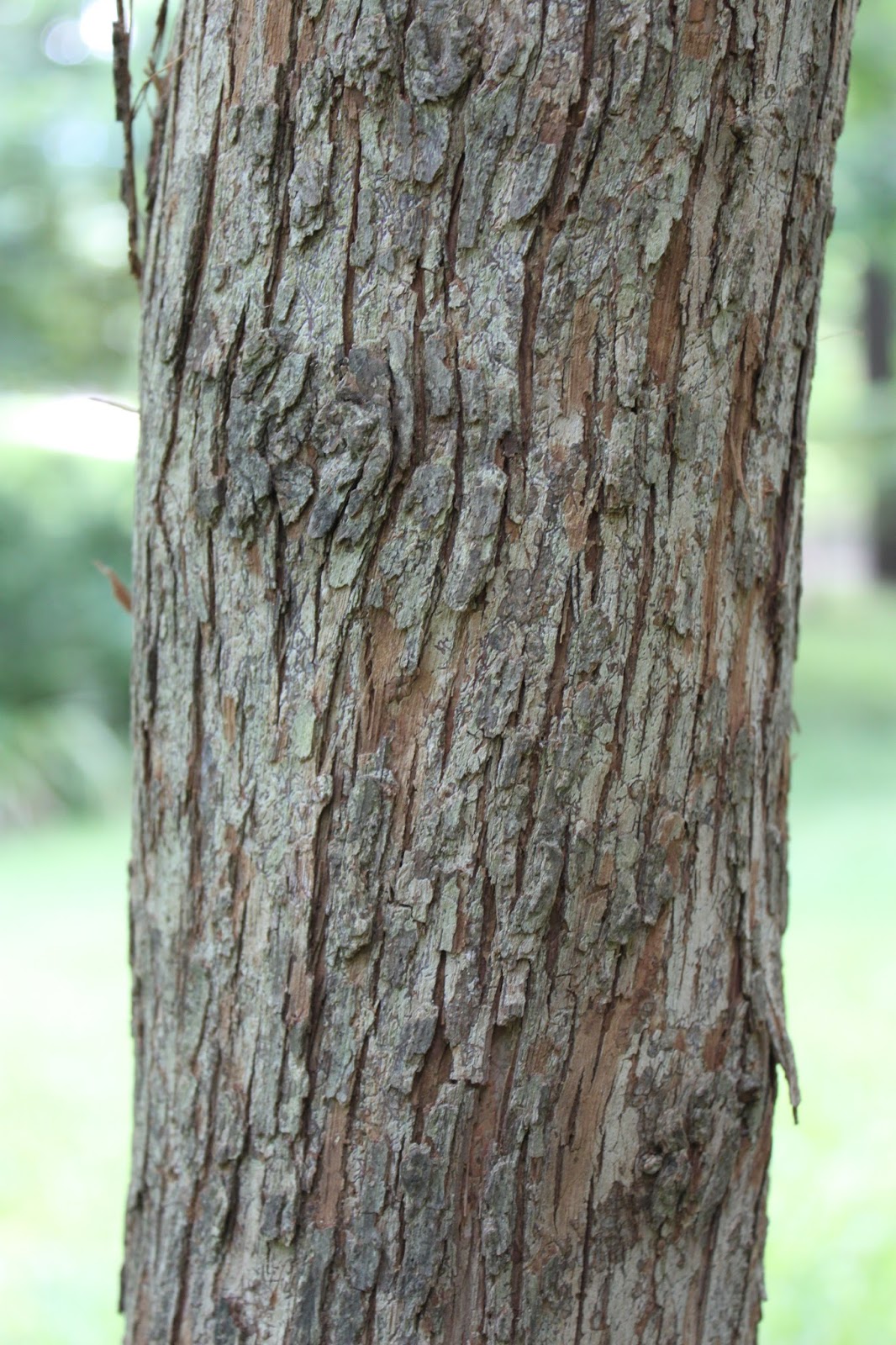 Centenary College Arboretum: Tree of the Week: Eastern Hop Hornbeam ...