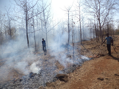 The City-dweller and the Tiger: Activity Update March 2013: Pench ...