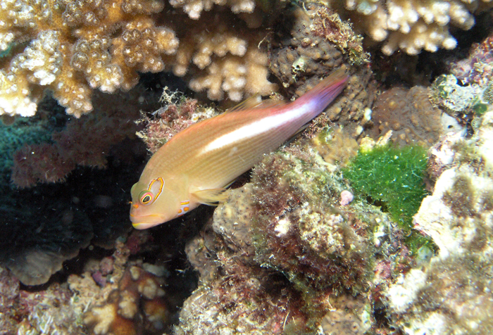 Raising Islands--Hawai'i science and environment: Big Island fish ...