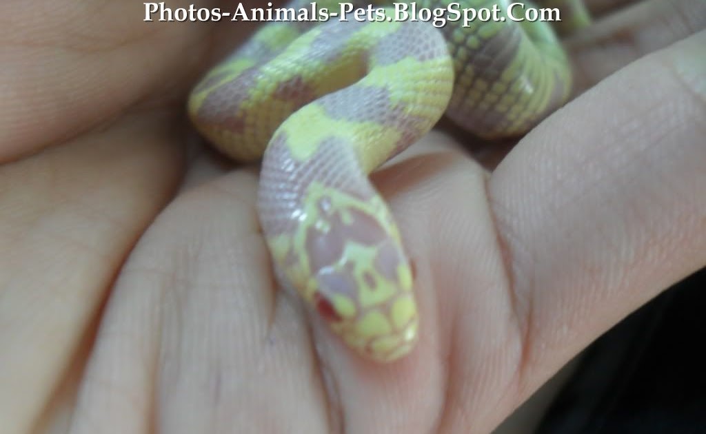 Photo pet "albino king snake"