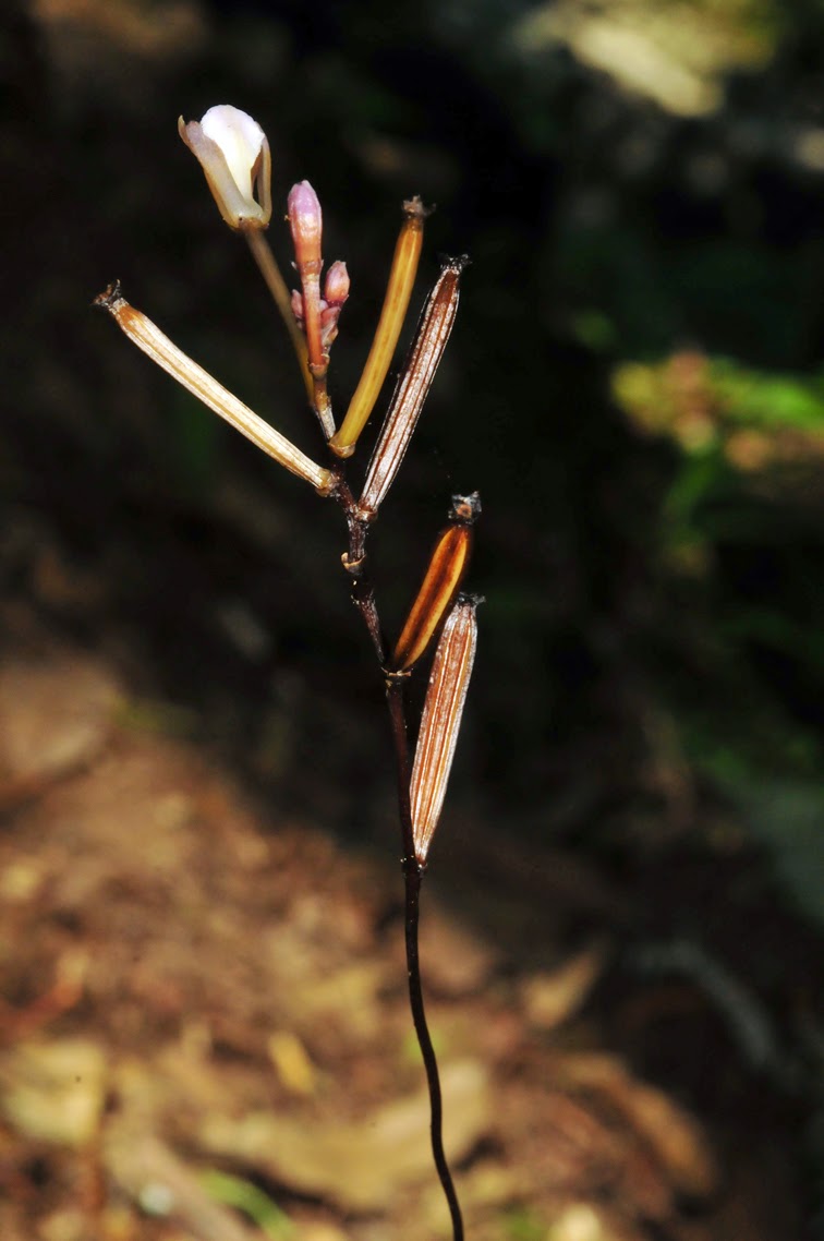 福星花園: 三裂皿蘭