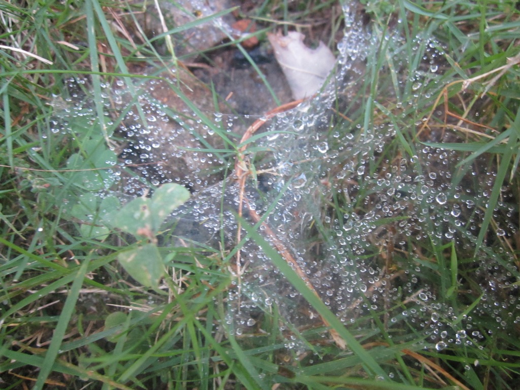 Cynodon Dactylon (Karuka Grass) | KERALA NATURE AND AYURVEDA