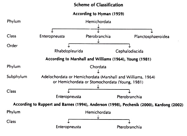 Hemichordata: Classification , Characteristics & Diagrams