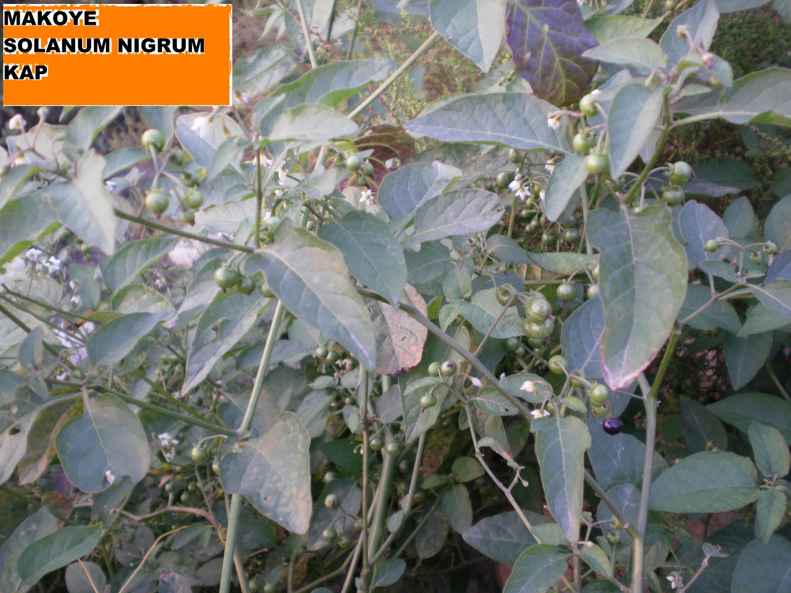 Green petals: September 2011