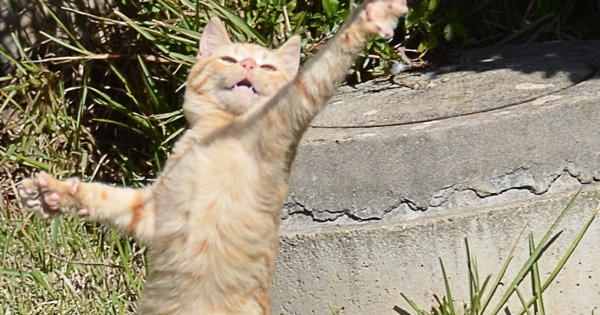 Grappige afbeeldingen: Grappige foto's; dansende kat