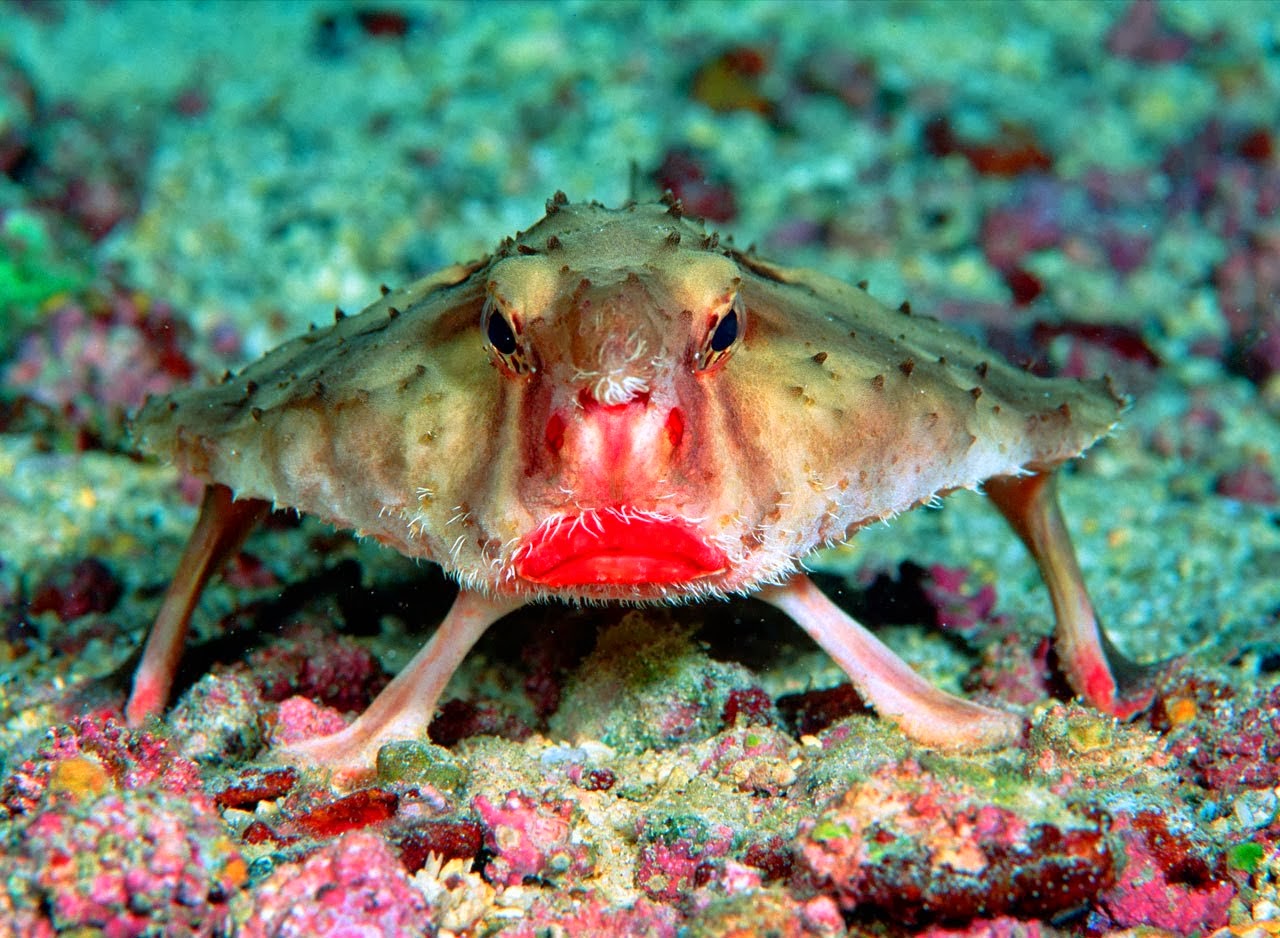 Red-lipped Batfish