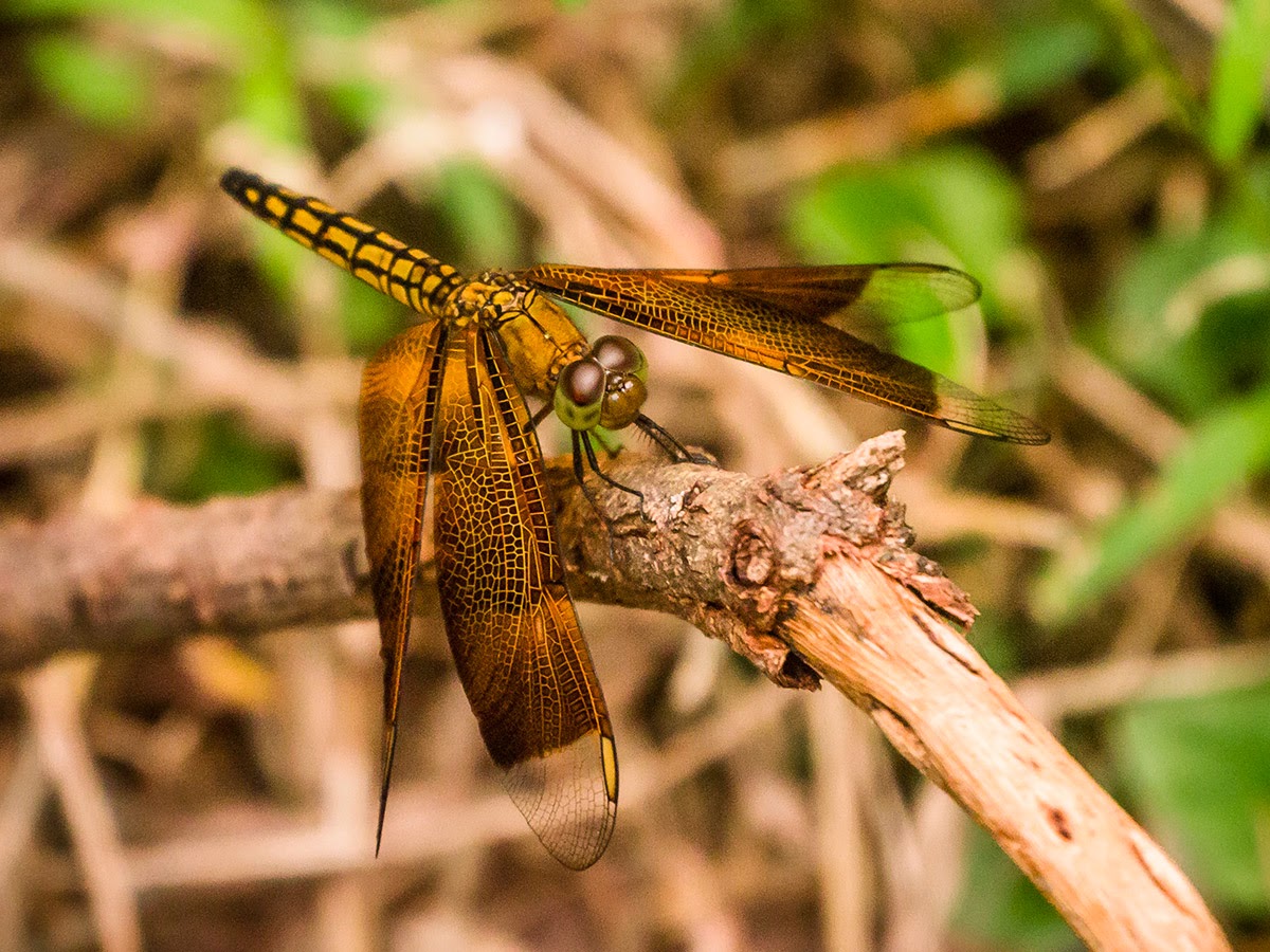 tower record: 優雅的善變蜻蜓(雌蟲, 黃褐色型)_Neurothemis ramburii ramburii (Red ...