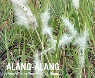 Fakta Khasiat dan Manfaat Alang Alang Untuk Kesehatan ~ Sehat Mataku