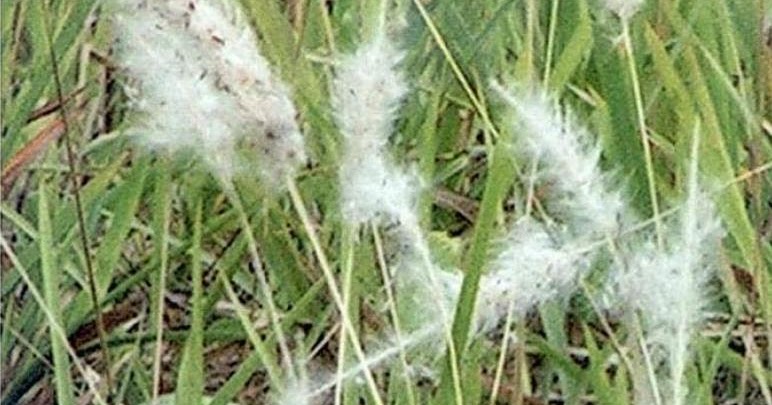 Fakta Khasiat dan Manfaat Alang Alang Untuk Kesehatan ~ Sehat Mataku