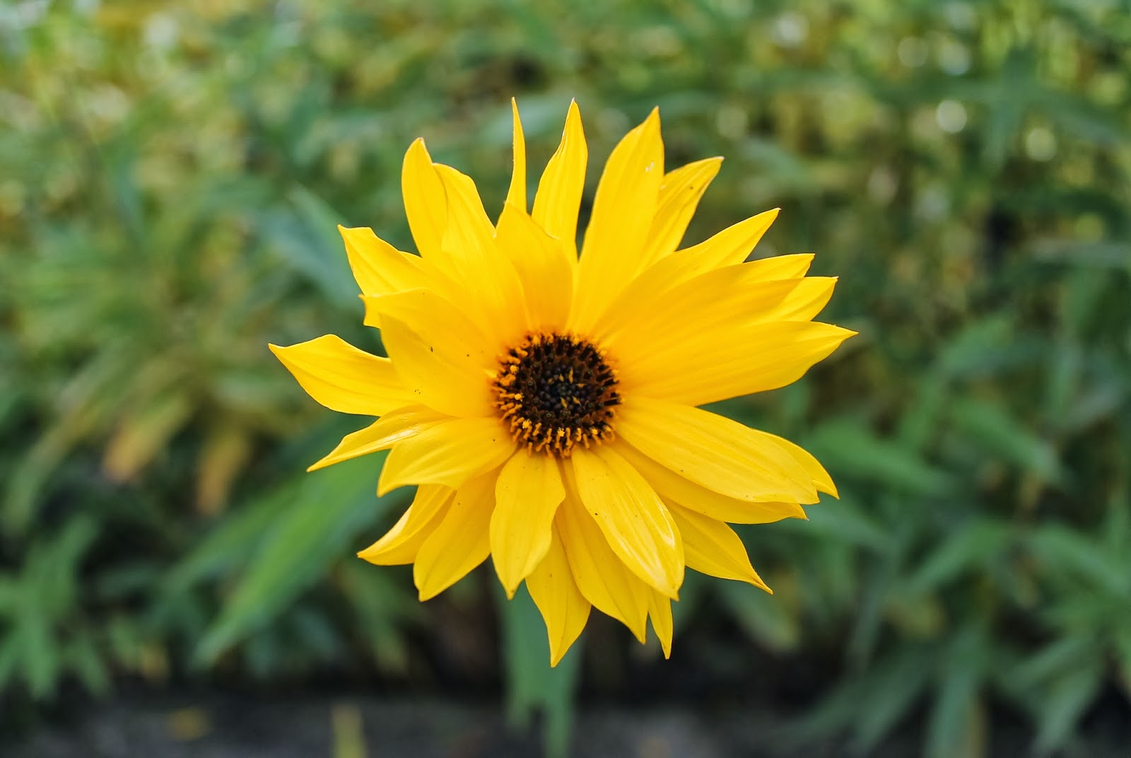 Marguerites jaunes, tuto