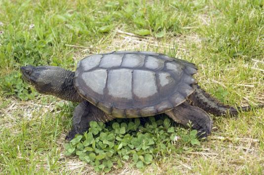The Nicolas Gazette: Leatherback turtle and snapping turtle