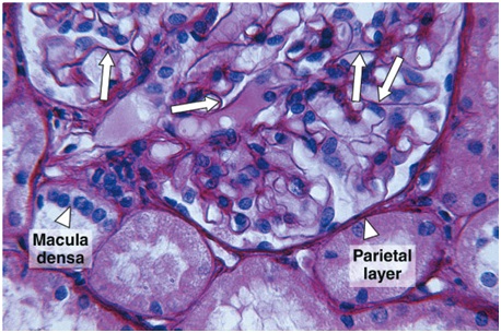Medical Stuff: Histologi Sistem Kemih