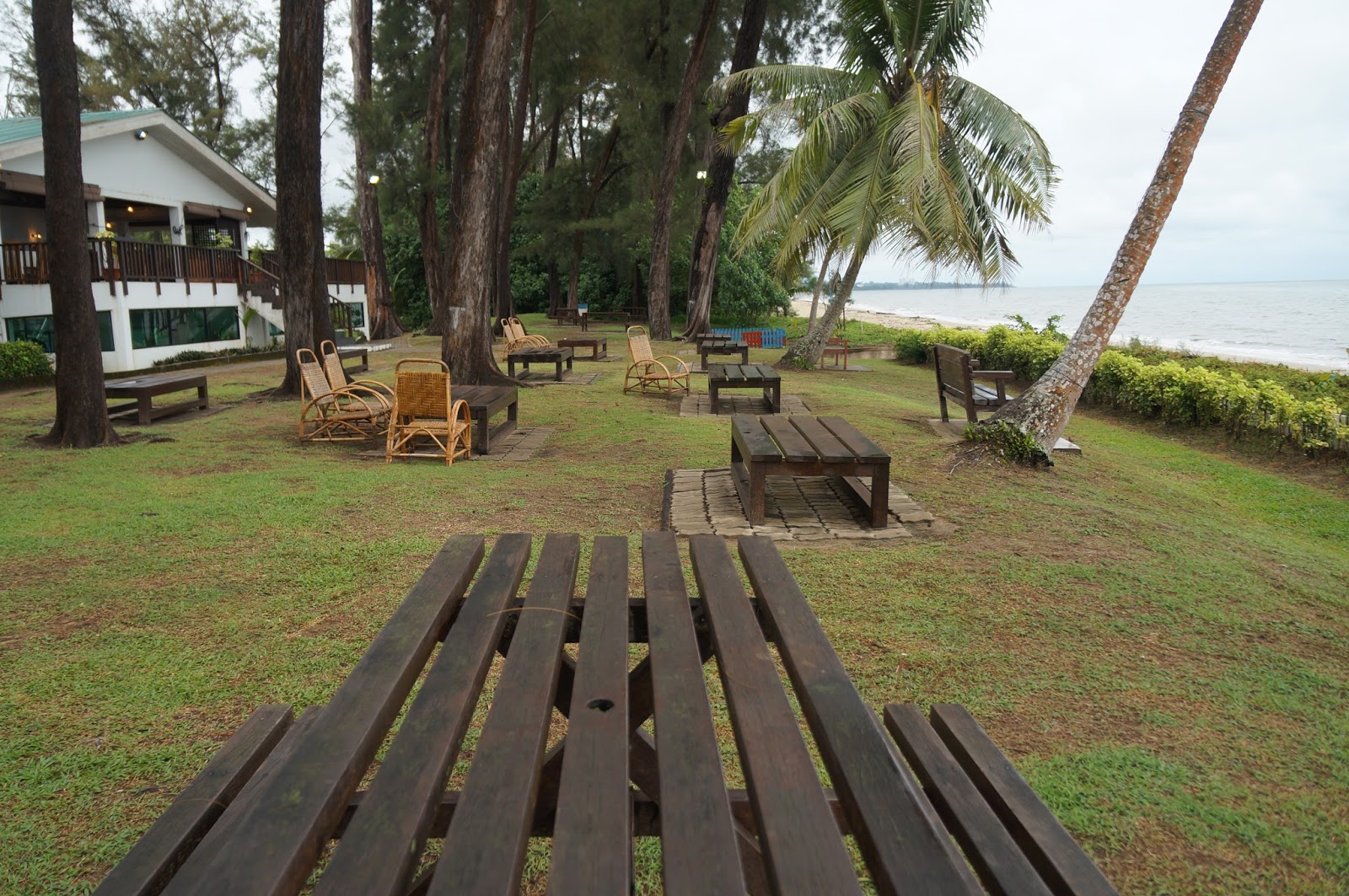 Borneo Jazz Festival 2016 di Buka dengan Tree Planting di Piasau Nature ...