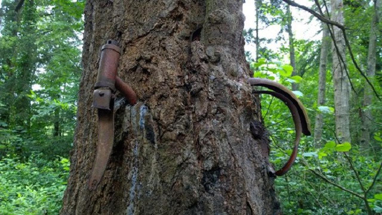 Misteri Sepeda Tua yang Dimakan Pohon Akhirnya Terkuak. Misteri Sepeda Tua yang Dimakan Pohon Akhirnya Terkuak.