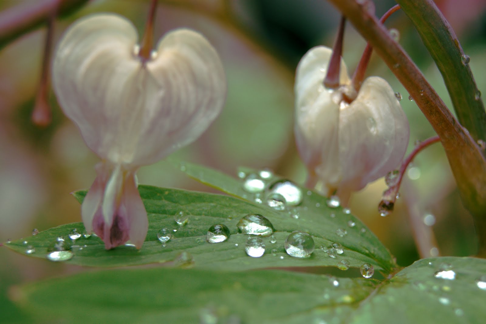 Fuzzy Memories: Spring Rain Drops