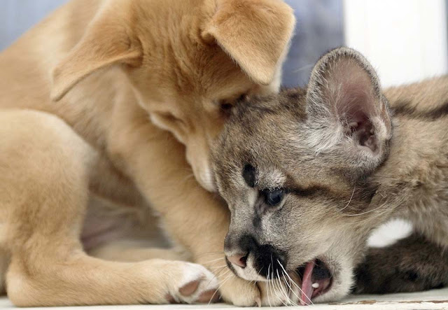 FOX PICTURE: The strangest animal couples