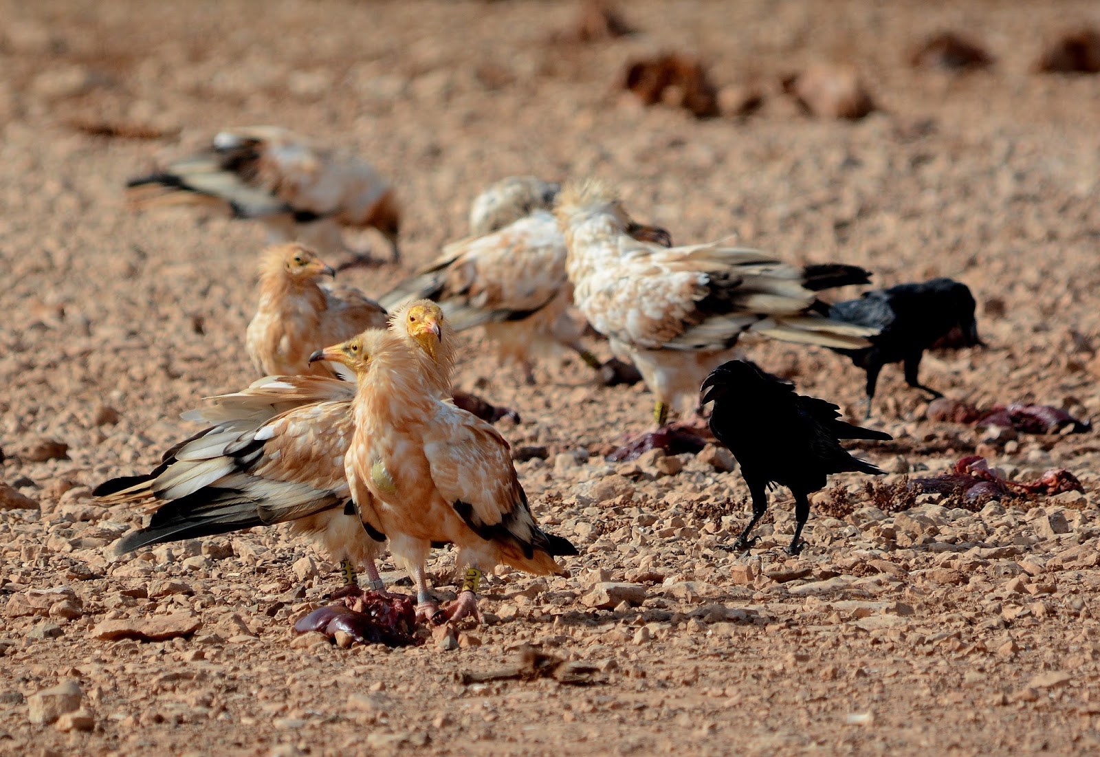Birding Canarias: Guirres majoreros...