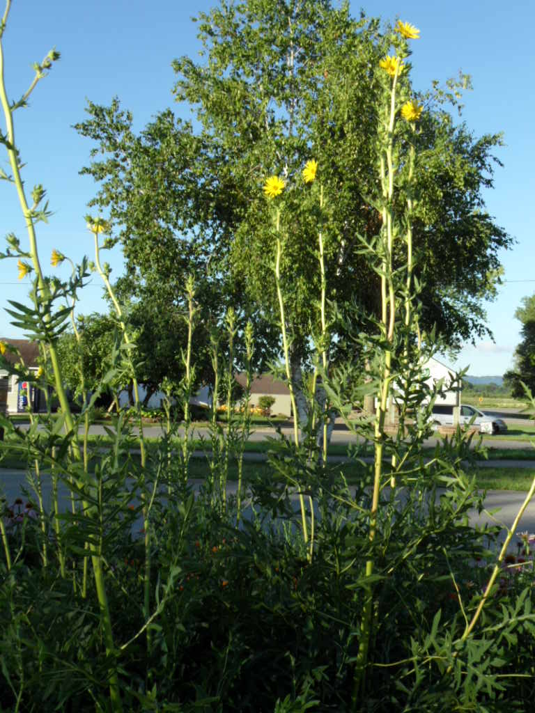 Midway Prairie Garden: Compass Plant-Silphium lacinatum