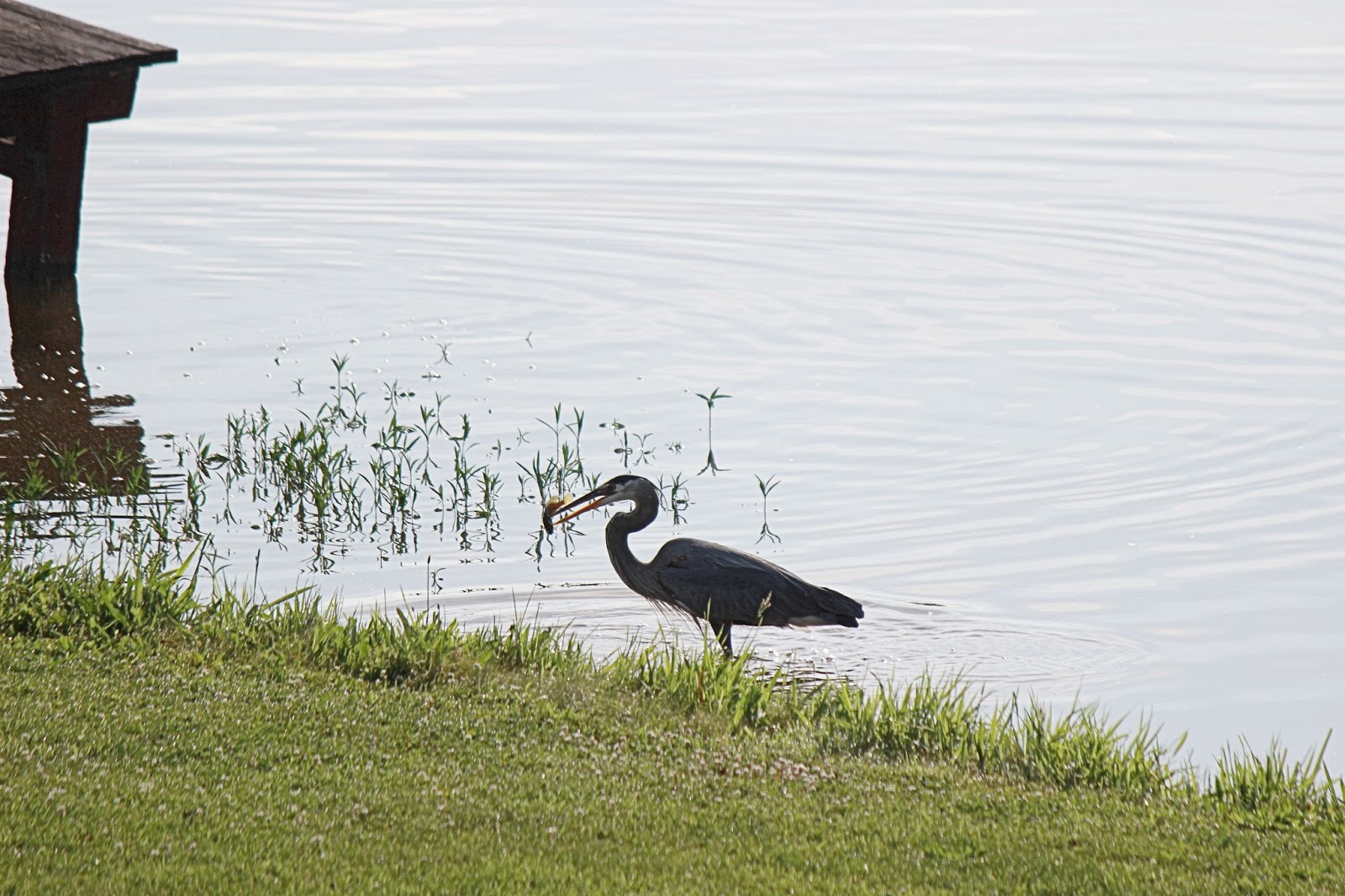 Crane Catching A Fish - 8 Photos
