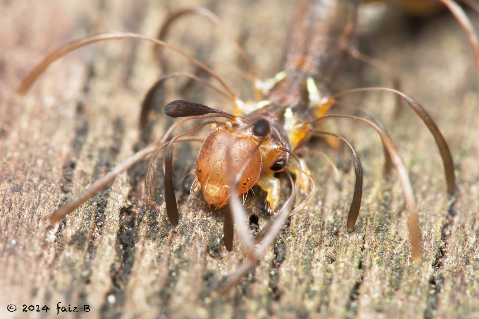 Mirrorless Macro Photography: My TOP 5 Insects and Spiders Mimic!