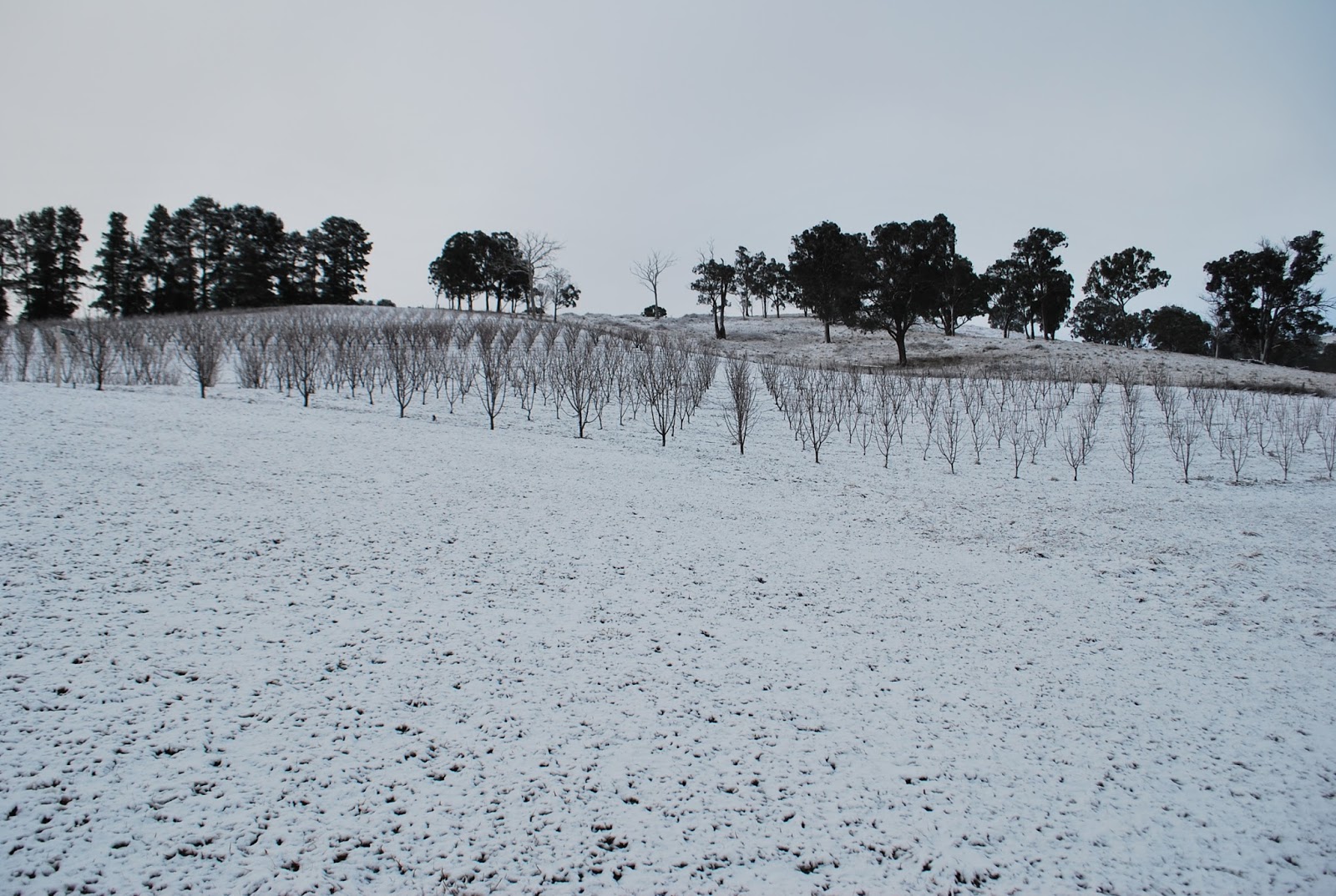 Out and About Cherry Dale: Snow at Cherry Dale Tenterfield