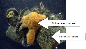 Conservation Biology: How is Newfoundland Doing??: The Golden Star ...