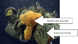 Conservation Biology: How is Newfoundland Doing??: The Golden Star ...
