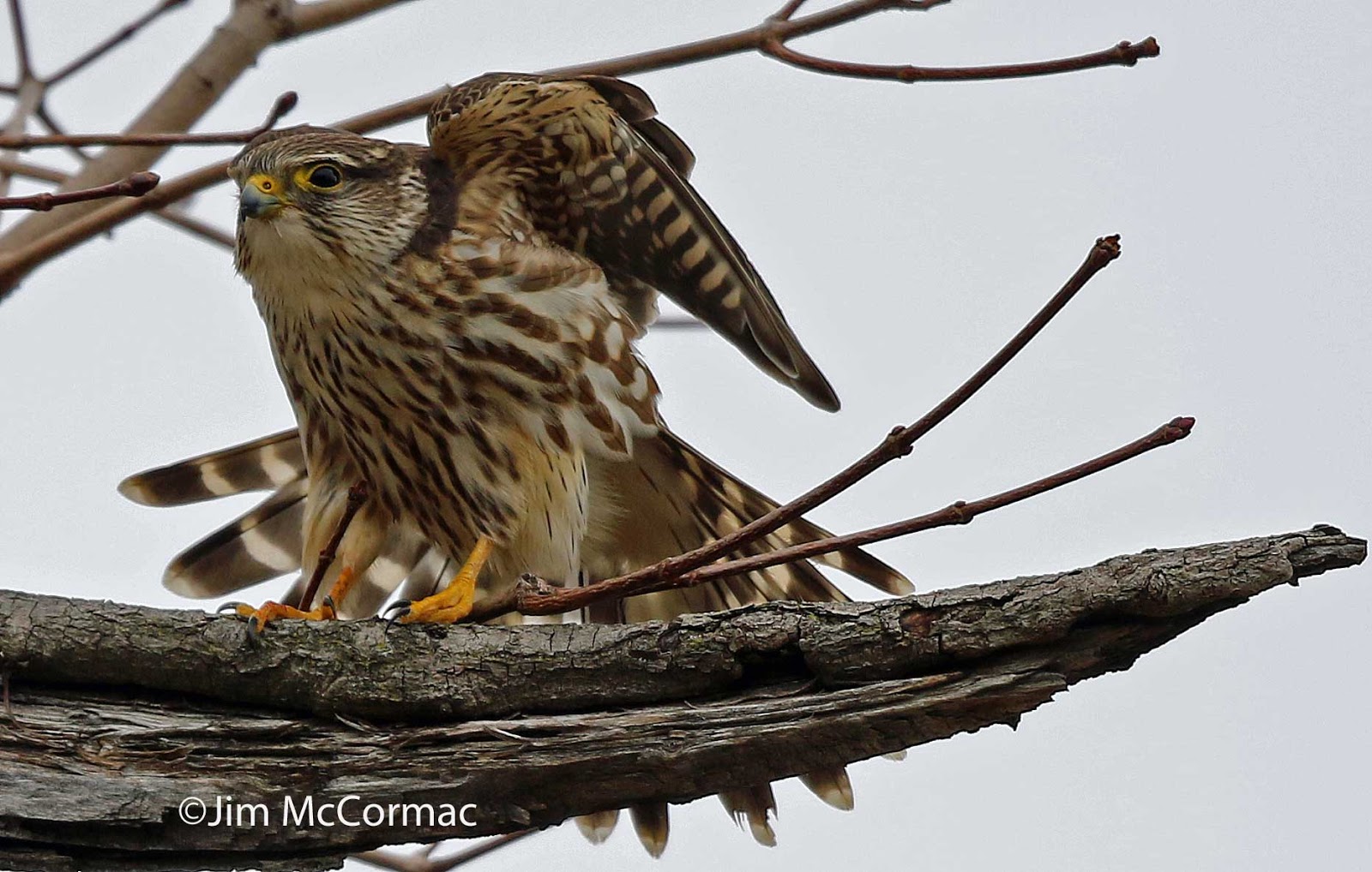 Ohio Birds and Biodiversity: Two cool raptors