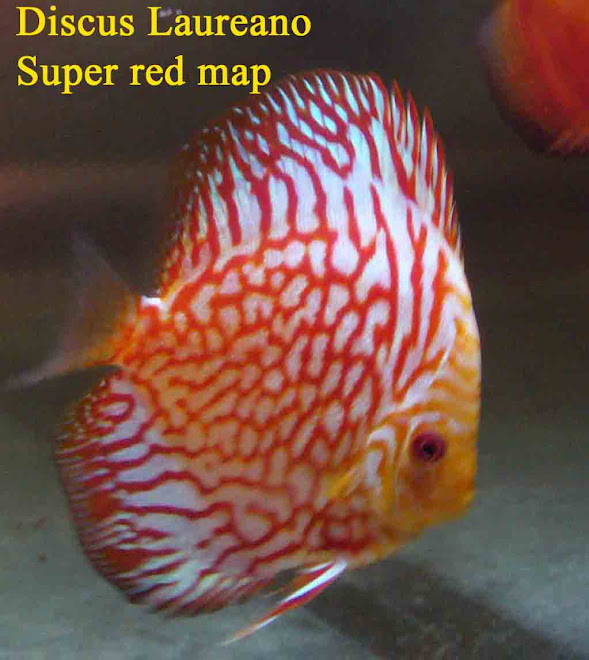 Discus Laureano: Discus Red Map